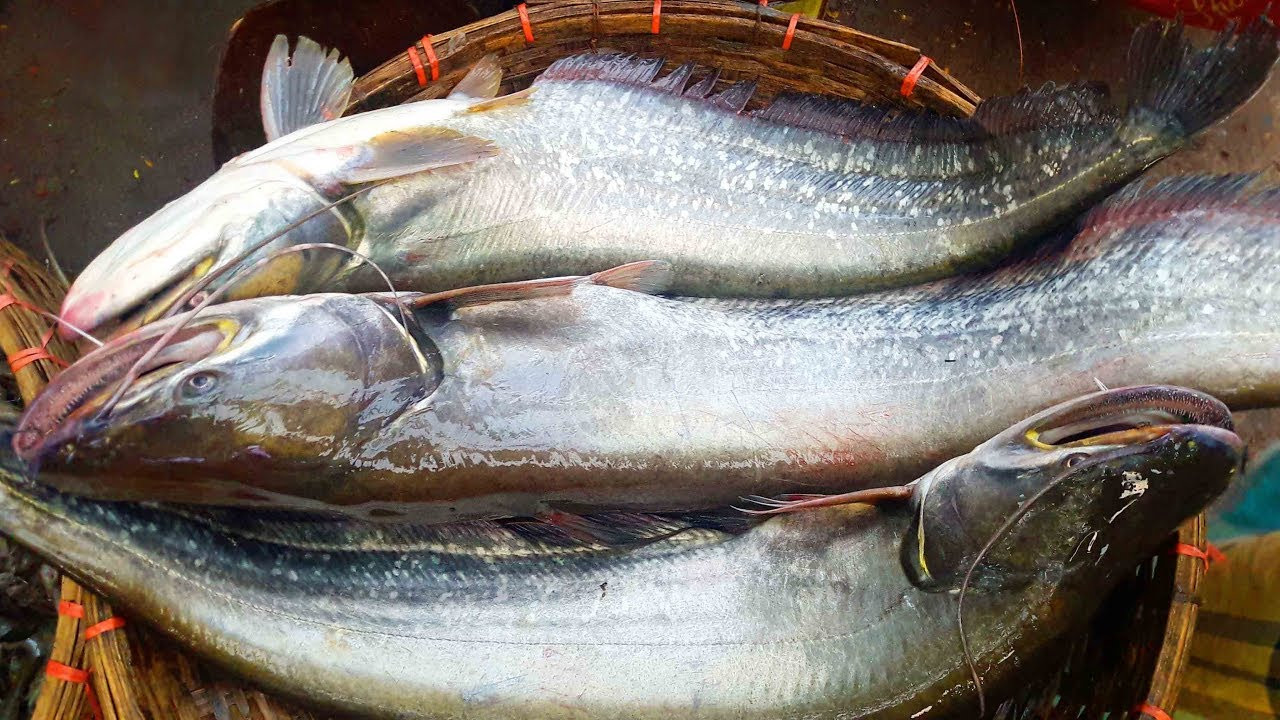 Buy Fresh Boal Fish online in BD